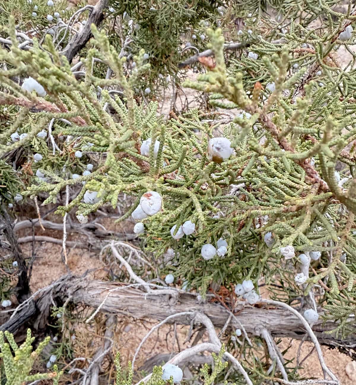 An easy hike to Arch Rock at Joshua Tree NP - Unshakable Hiker